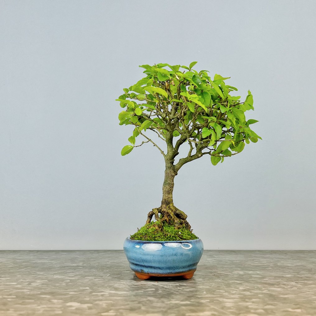 Privet Bonsai Ligustrum Height Tree Cm Depth Tree Cm