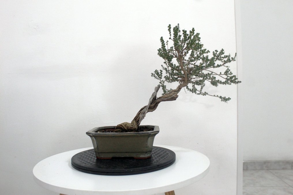Rosemary Height Tree 30 Cm Depth Tree 35 Cm Italy Catawiki