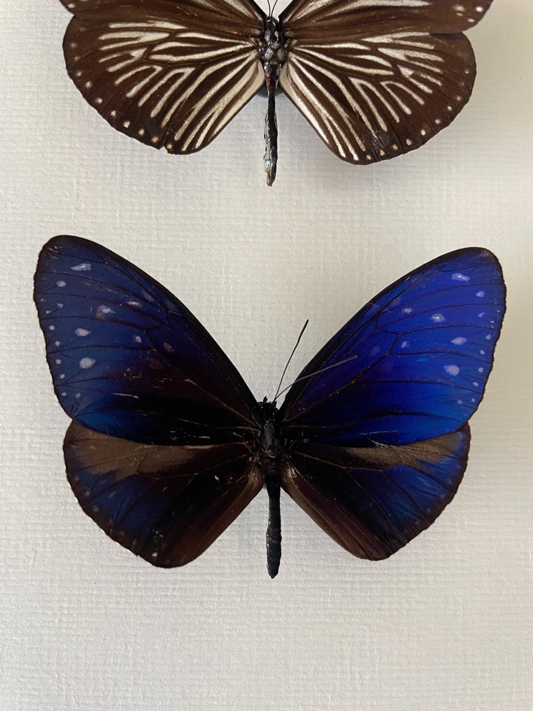 Butterfly In Display Frame Hypolimnas Bolina And Euploea Catawiki