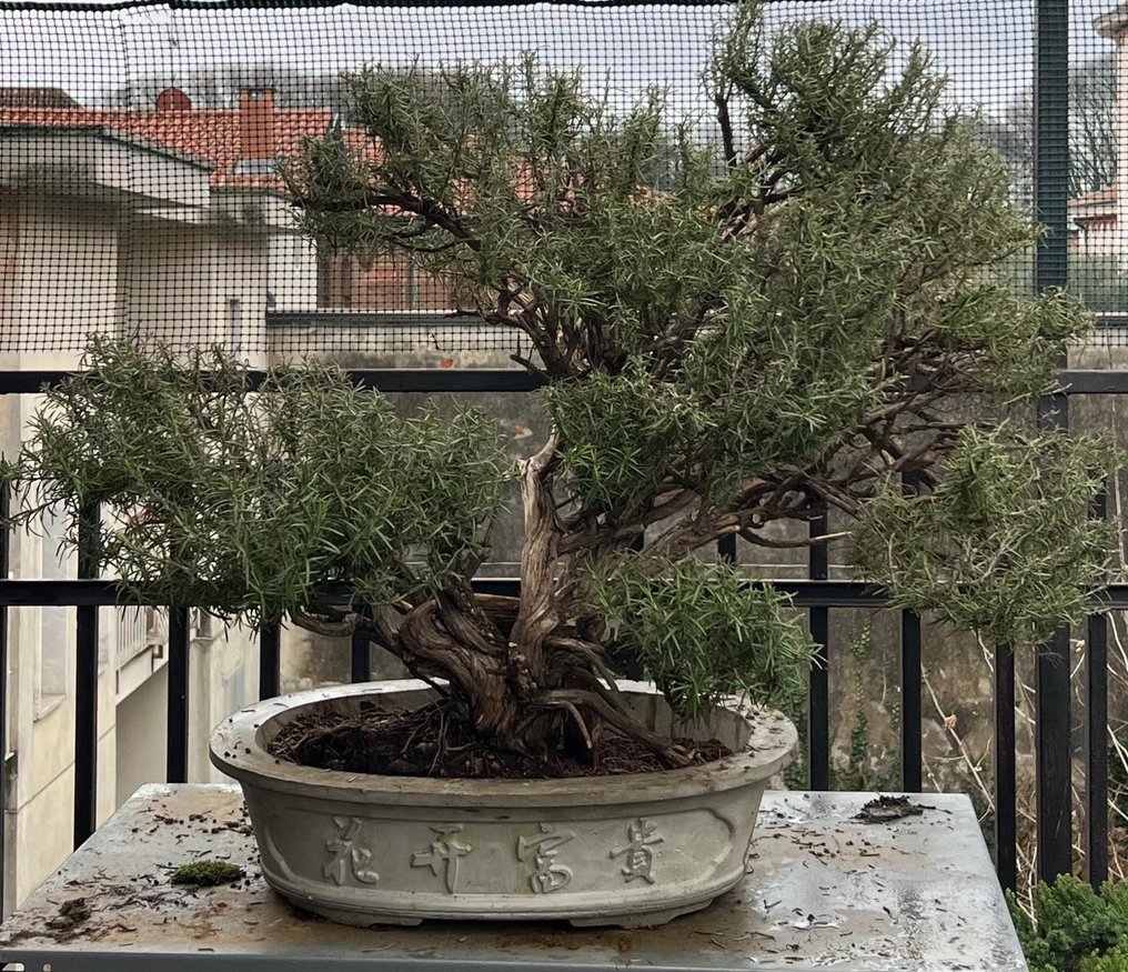 Rosemary Bonsai Height Tree Cm Depth Tree Cm Japan