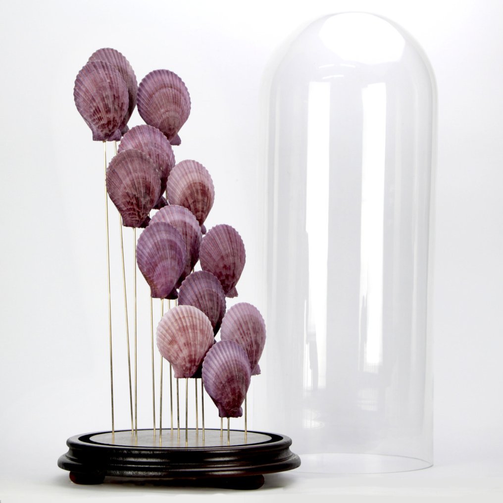 Violet Pecten Shells - 52.5 x 24.5 x 24.5 cm Sea shell - Pectinidae sp ...