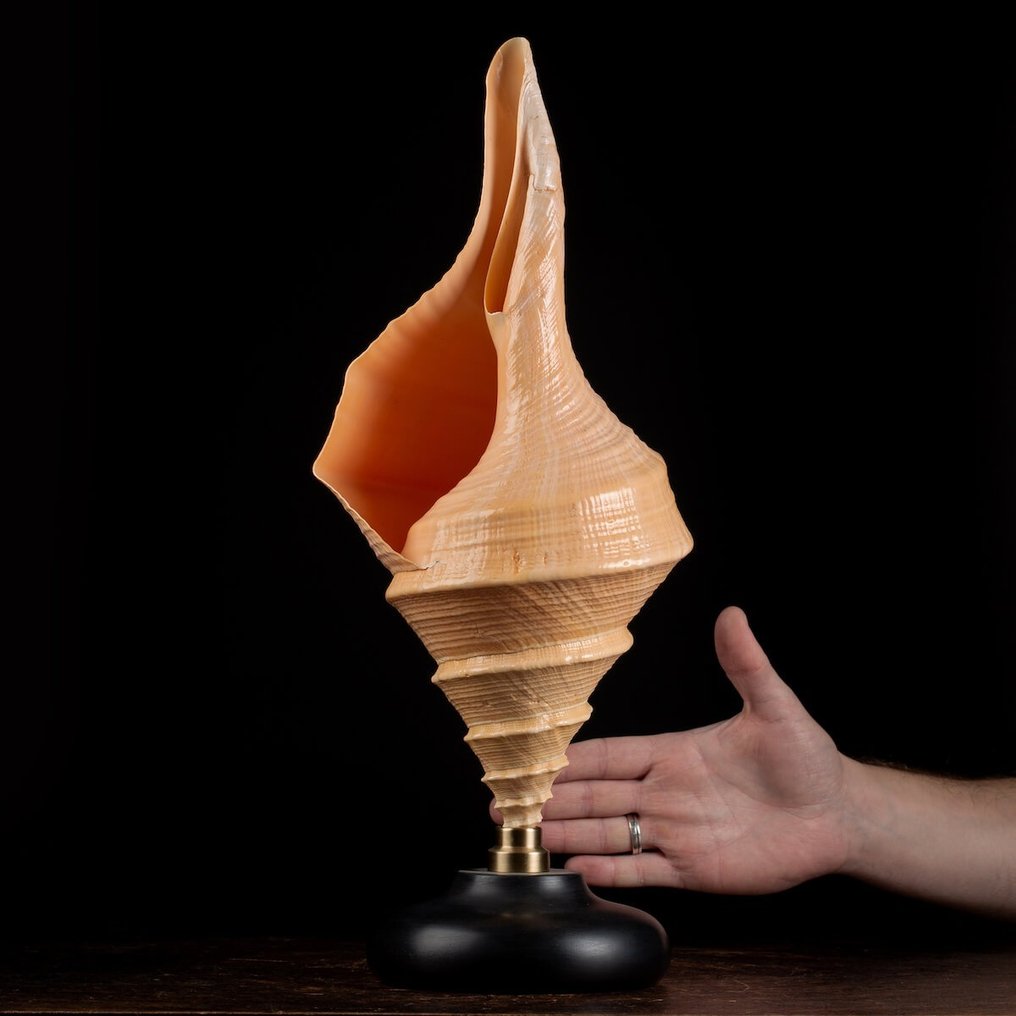 Australian - False Trumpet - Sea Snail Shell - Sea shell - Syrinx ...