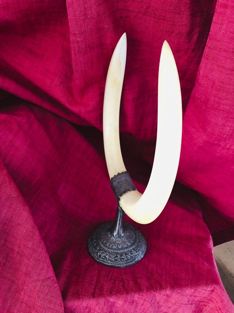 Warthog tusks (1) - Boar tusk - India - Late 19th century - Catawiki