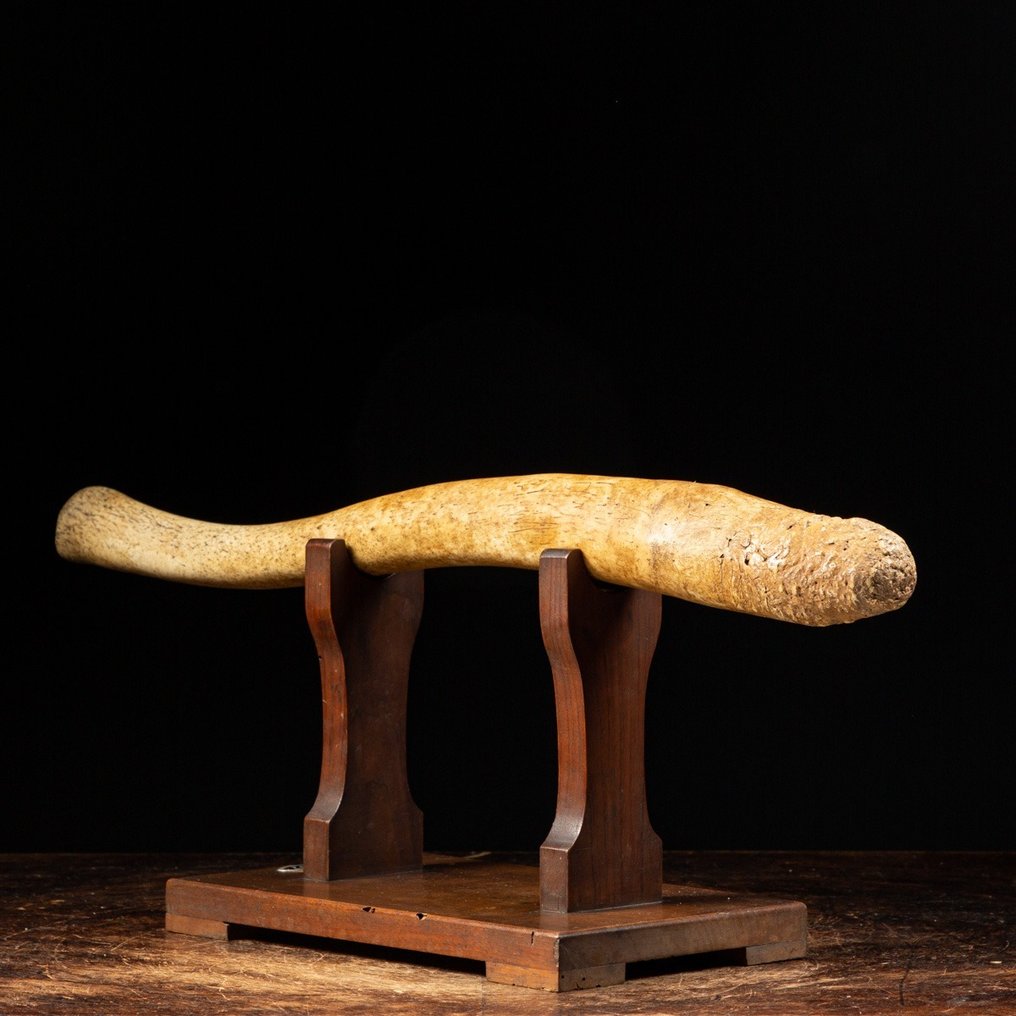 Antique Walrus Baculum - Taxidermy full body mount - Odobenus Rosmarus - 520 mm - 52 mm - 49 mm ...