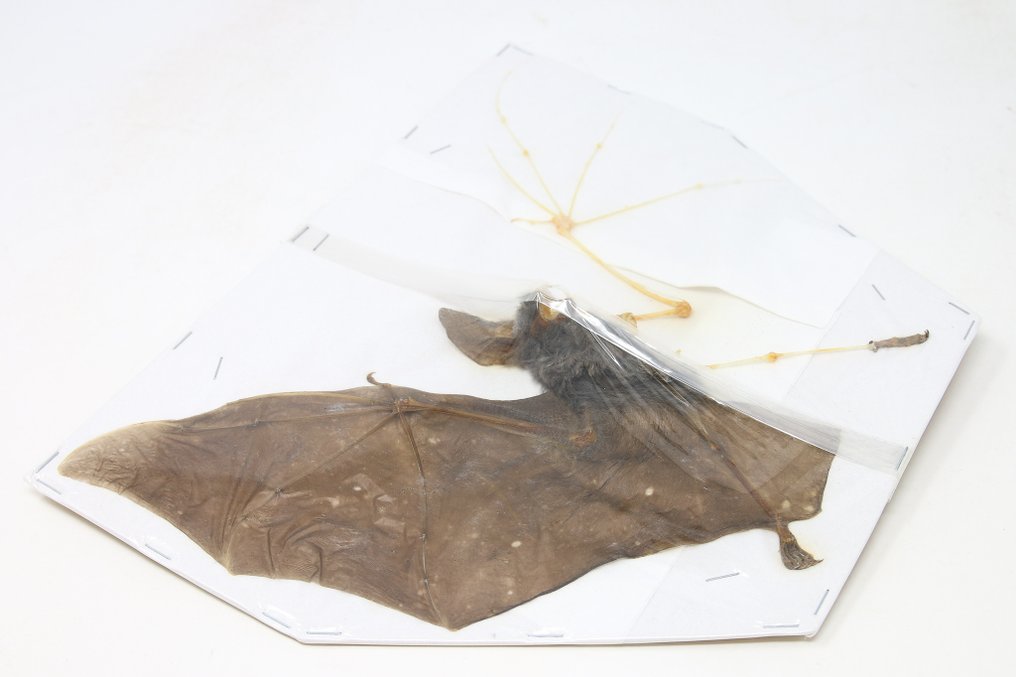 Lesser False Vampire Bat A1 Half Skeleton Taxidermy Study - - Catawiki