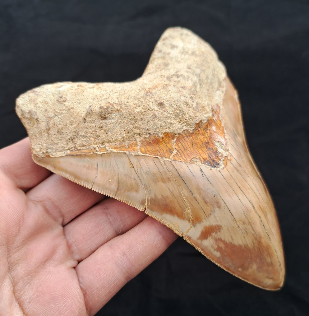 Megalodon - Fossil tooth - 14+ GIANT MEGALODON TOOTH - 14.2 cm - 10.8 ...