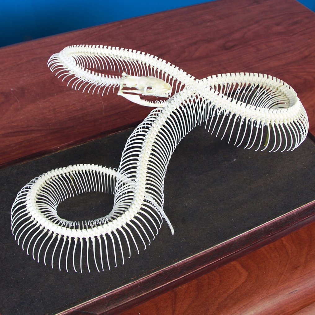 cámara de maravillas Preparación taxidérmica de cuerpo completo - Articulated Skeleton in Glazed ...