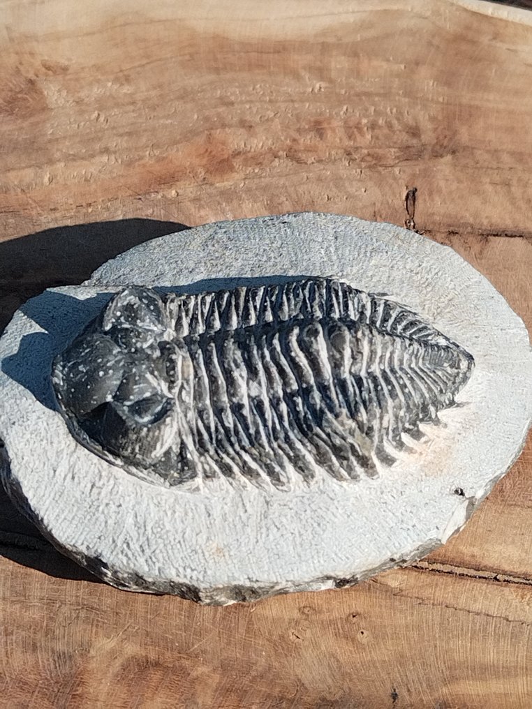 Trilobite - Fossil skeleton - NO Reserve Devonian Period Moroccan ...