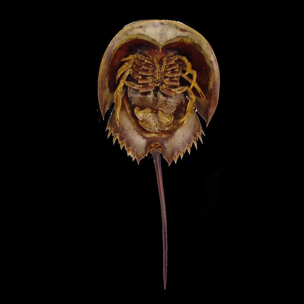 Horseshoe Crab Skeleton - Limulidae sp. - 230 mm - 35 mm - 110 mm- Non ...