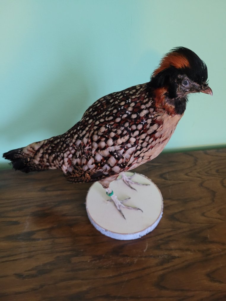 Cabots Tragopan Taxidermie-Ganzkörpermontage - Tragopan caboti (with ...