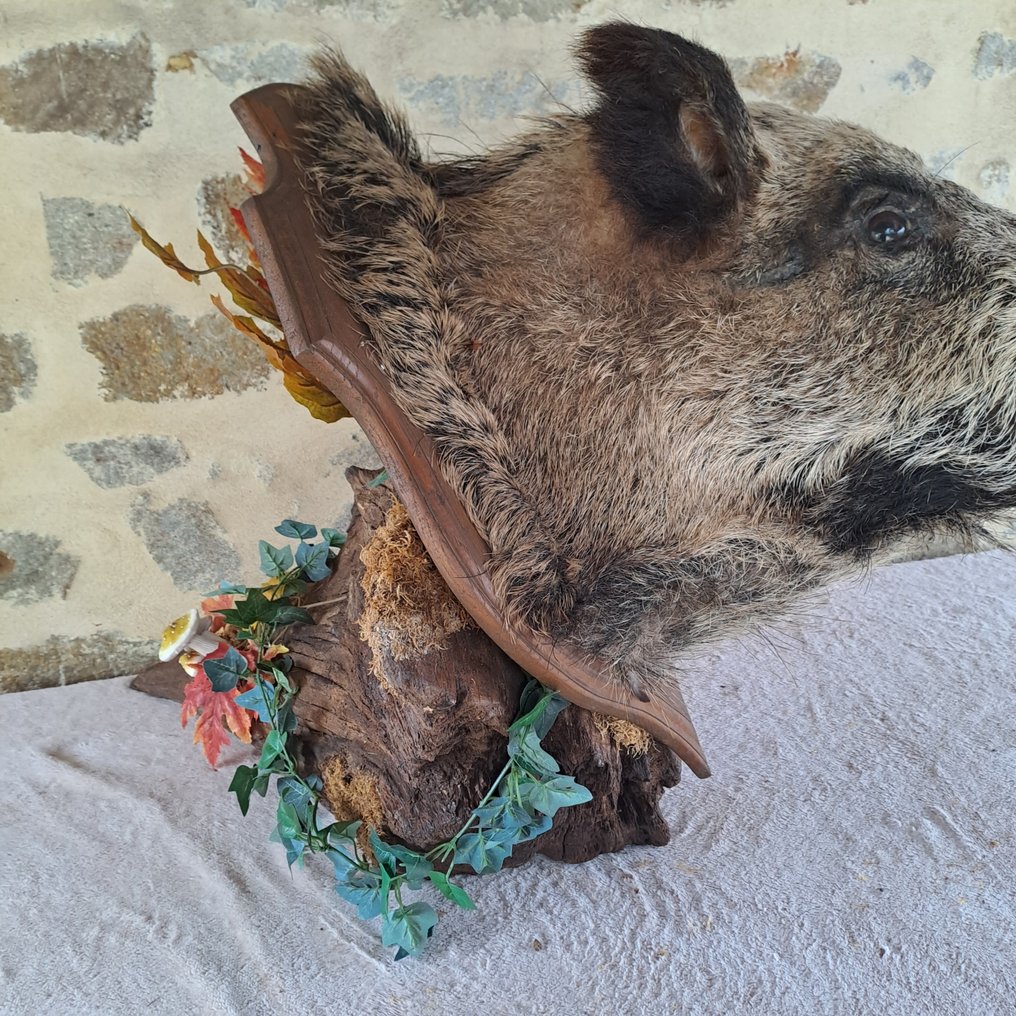 Wild Boar Head-mount - on trophy shield - Taxidermy wall mount - Sus ...
