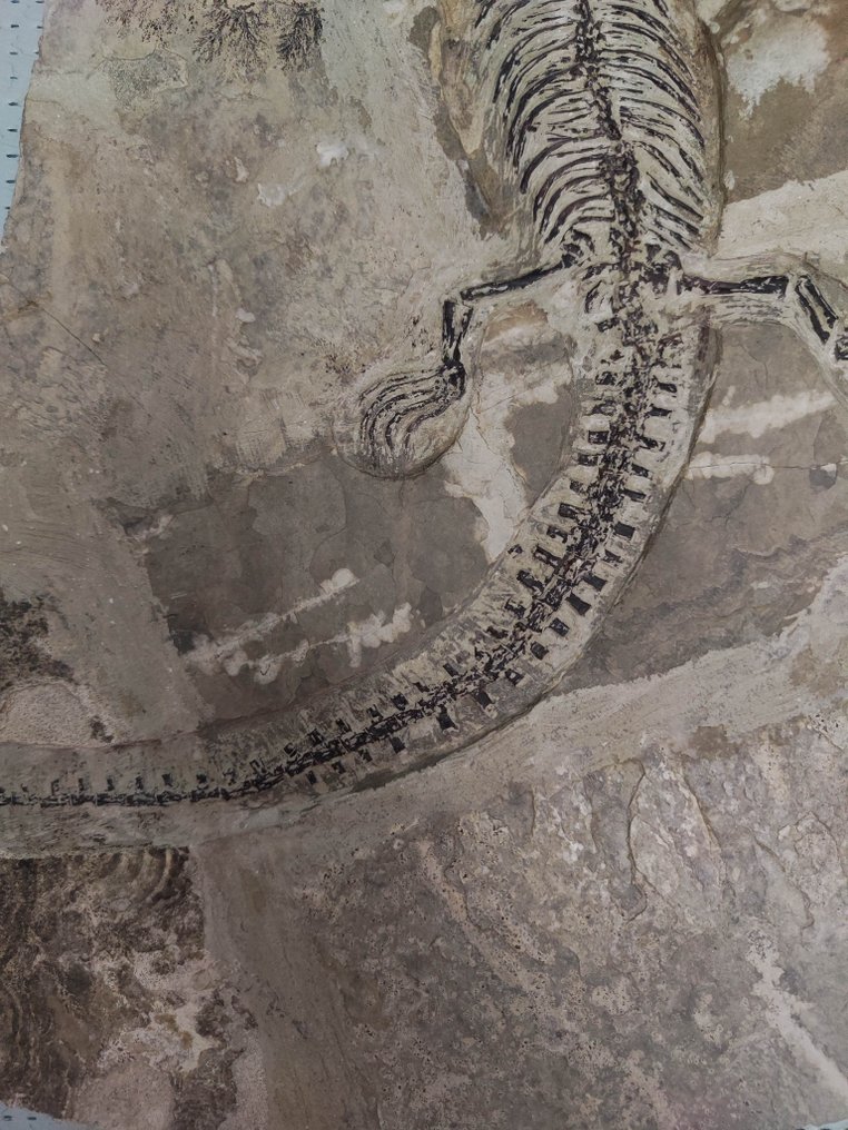 Large size - crocodile fossil - Fossilised animal - Monjurosuchus - 40 ...