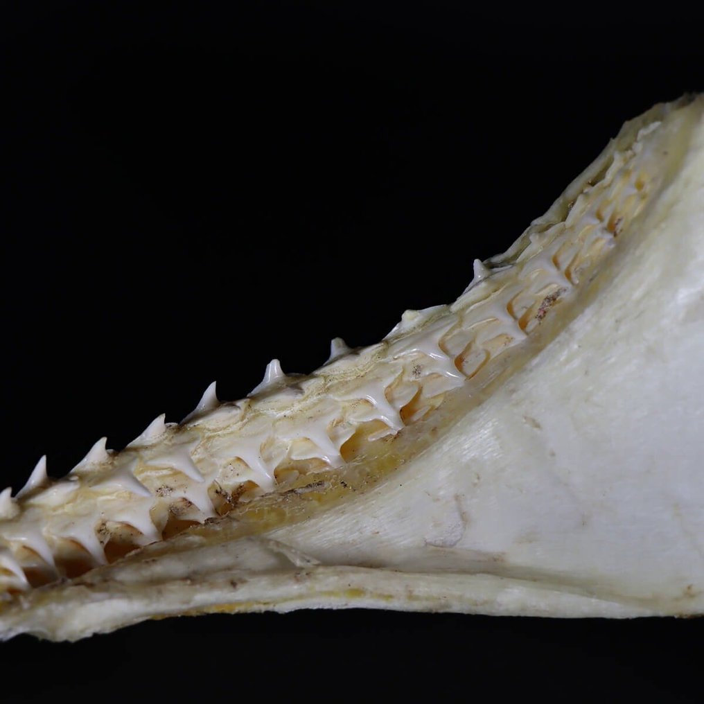 Bull Shark Jaw Set - Jaw set - Carcharhinus Leucas - 460 mm - 370 mm ...
