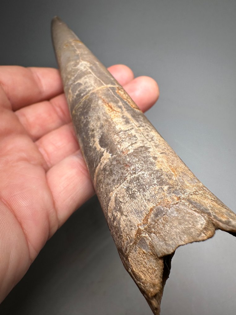 Largest known belemnite - Fossilised animal - Megateuthis elliptica ...