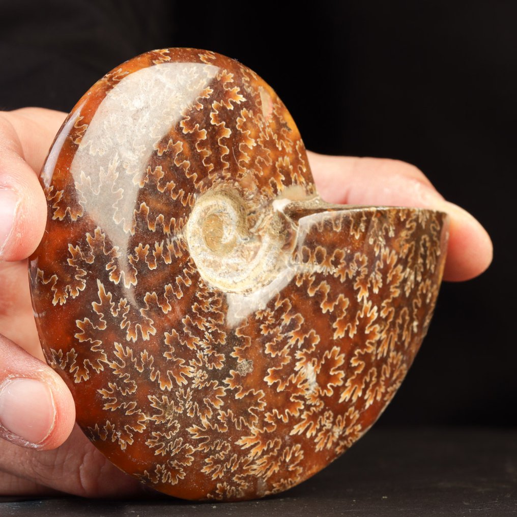 Fossil Cleoniceras Ammonite - Pure Calcite and Aragonite - Fossilised ...