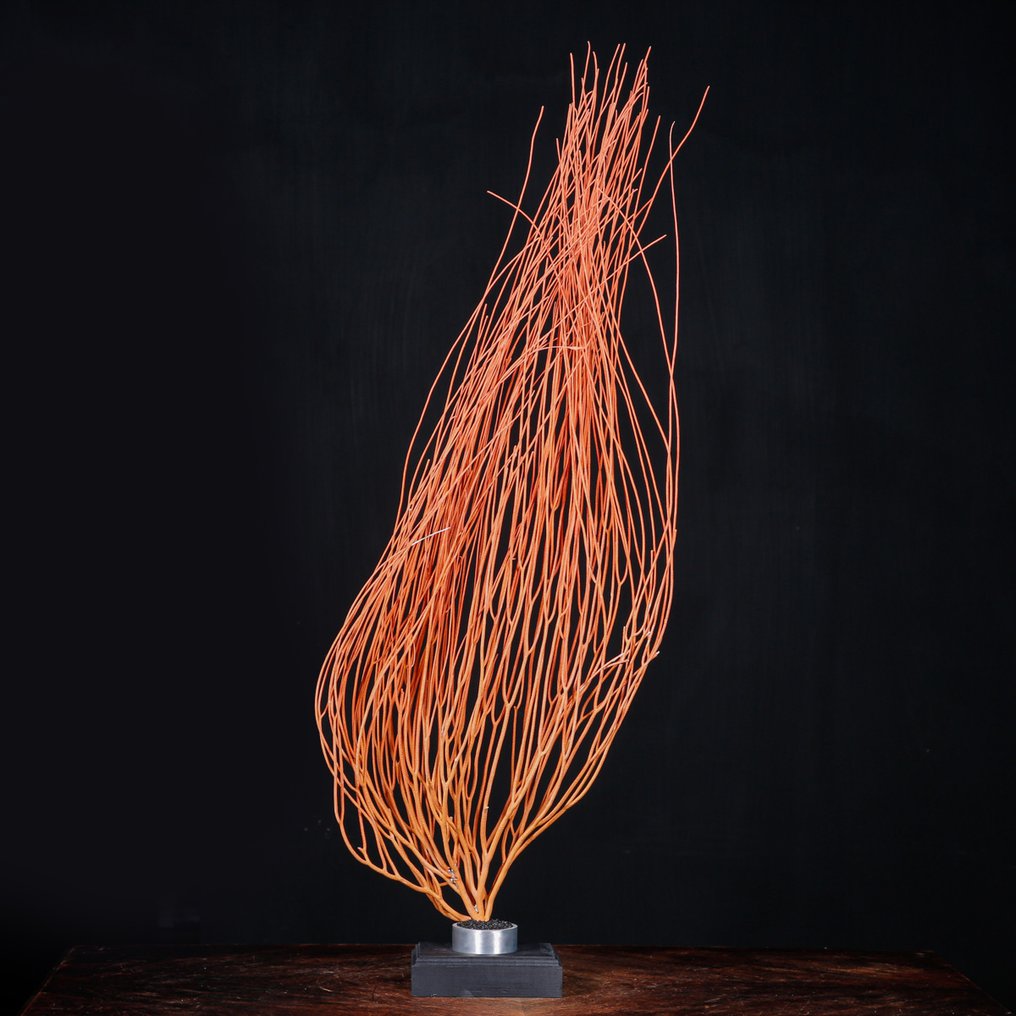 Prachtige Rode Gorgonian - Kam Rode Gorgonian - Super SIZE XXXL ...