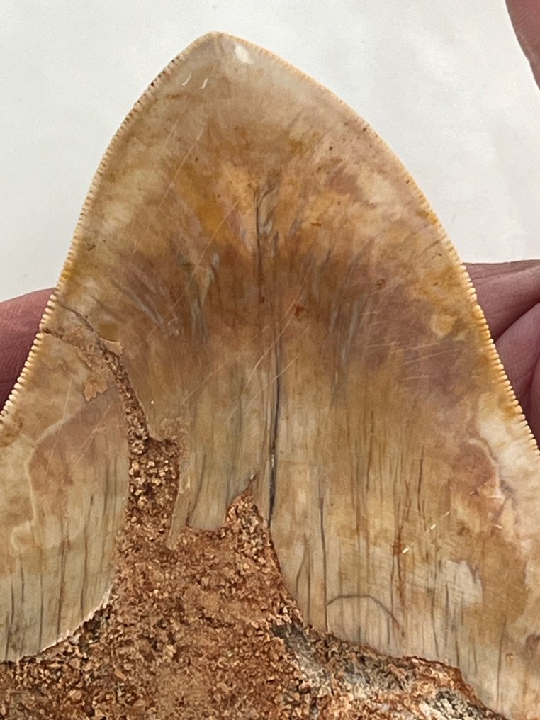 Huge Megalodon tooth 14,2 cm - Fossil tooth - Carcharocles megalodon ...