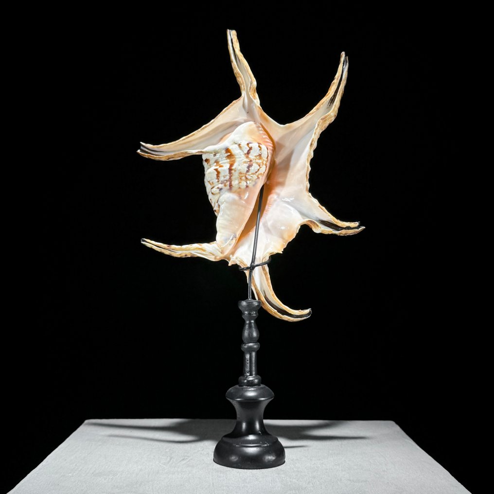 Stunning Spider Conch Shell on a custom stand - Sea shell - Lambis ...