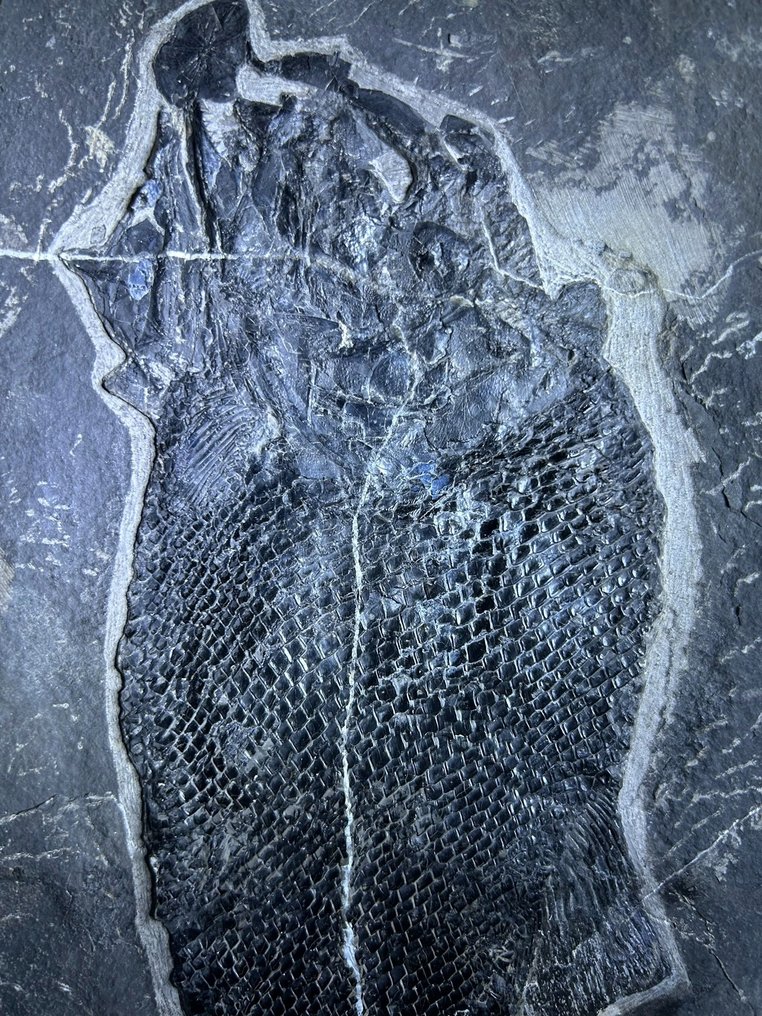 A particularly rare and precious fish - Fossilised animal ...