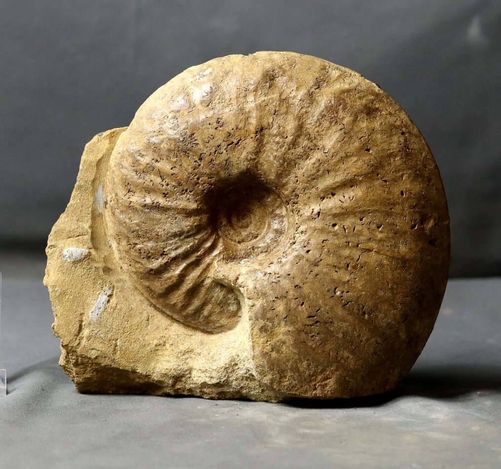 Rare and decorative Ammonite on stone - Fossilised animal ...