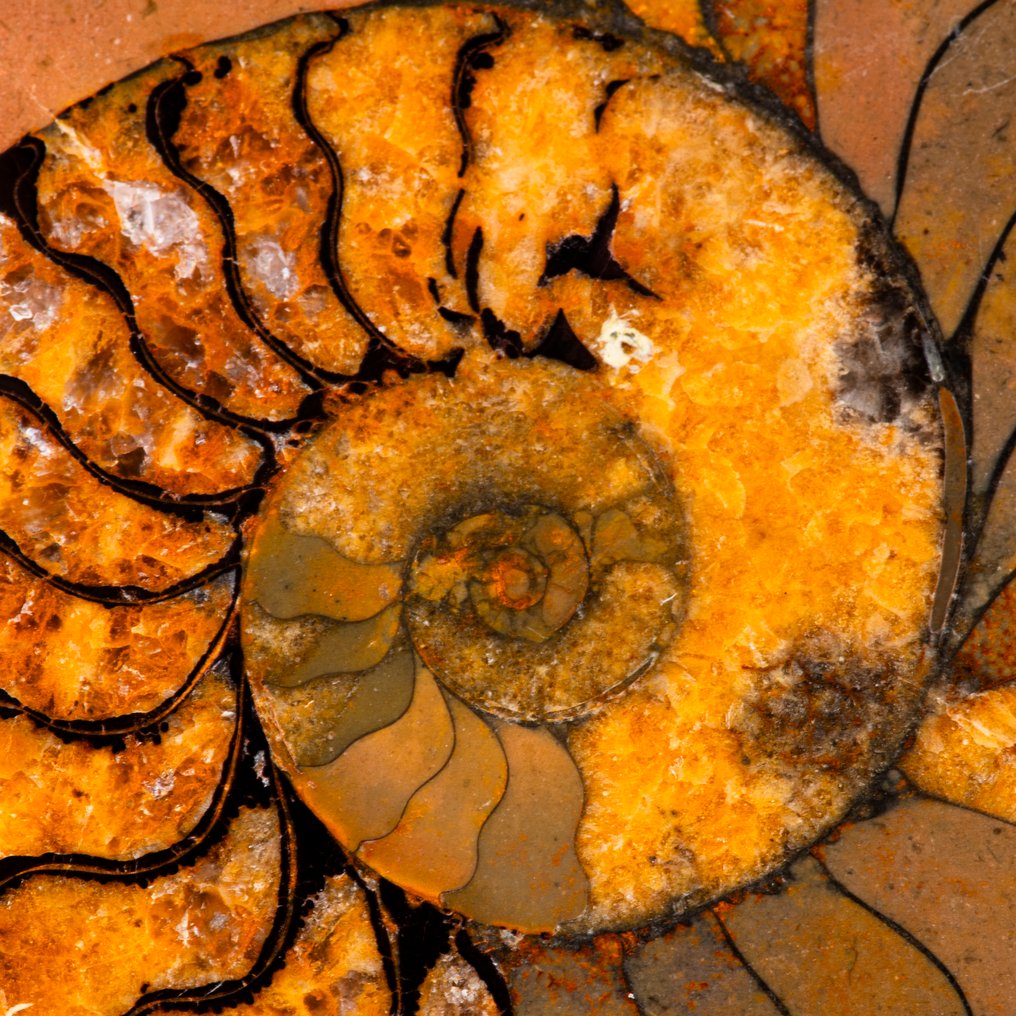 Jurassic Jewellery Collection - Fossilised shell - Fossil Ammonith ...