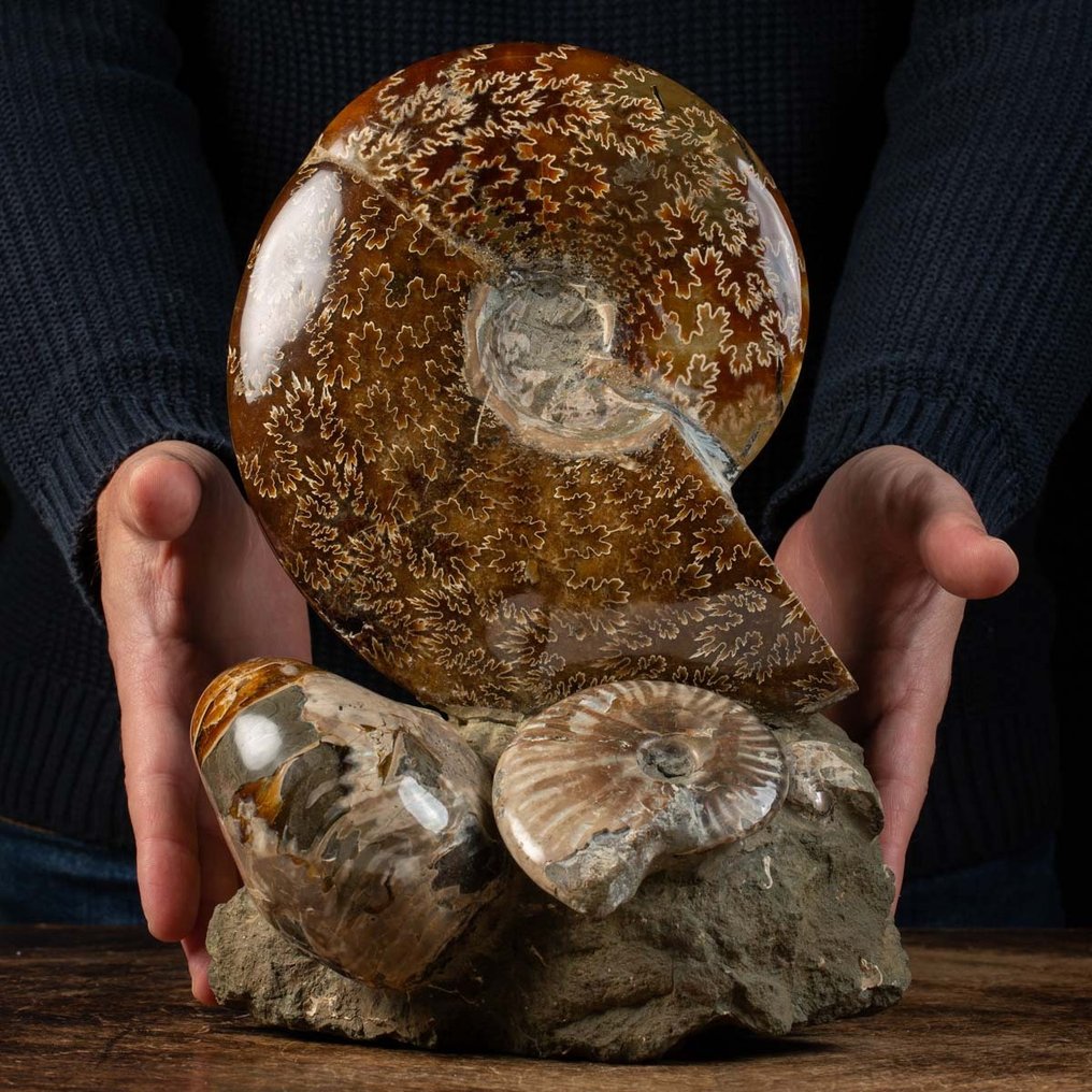 Cretaceous Ammonites on Matrix - Time Travel - Cleoniceras on Matrix ...