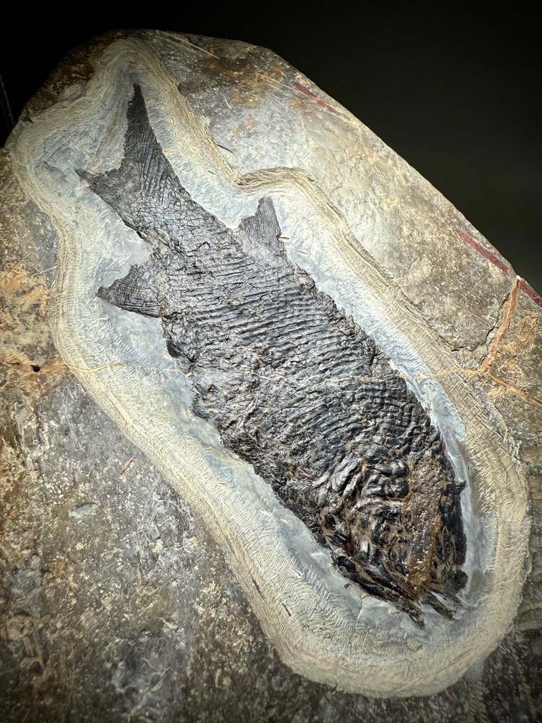 Museum Huge 300 Million Years Old ray finned fish - Fossil skeleton ...