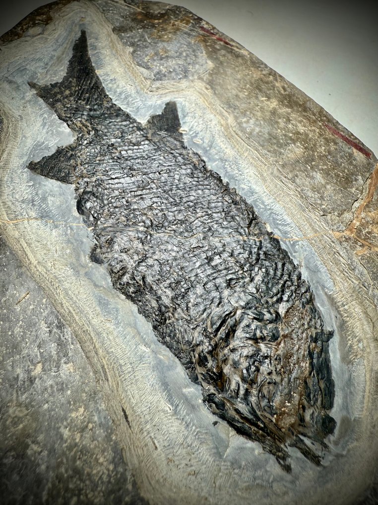 Museum Huge 300 Million Years Old ray finned fish - Fossil skeleton ...