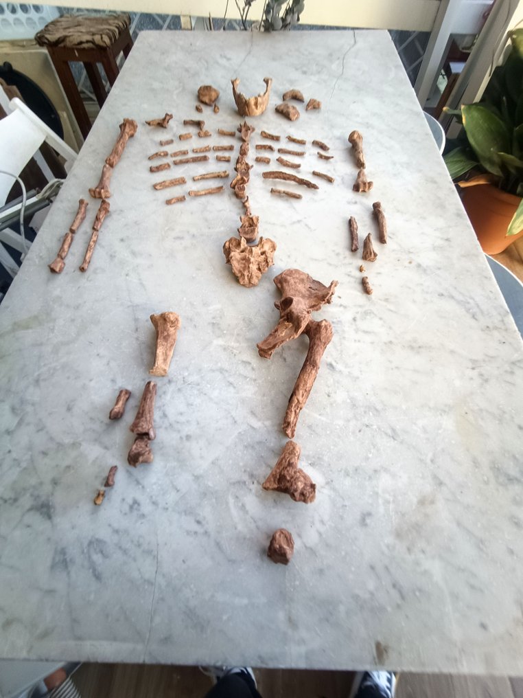 Reproduction Early Hominid Partial Skeleton - Scheletro fossile ...