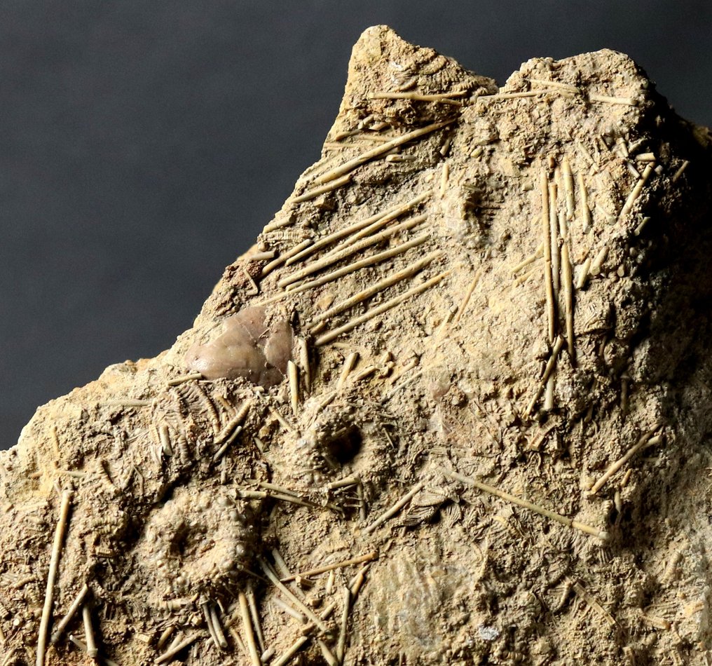 Stunning echinoid and crinoid mass mortality slab - Fine preservation ...