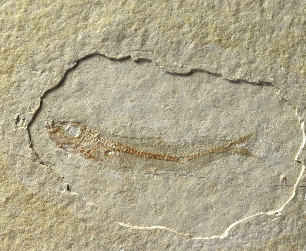 Outstanding fossil fish - Extremely well detailed - Fossilised animal ...