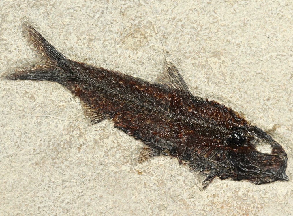 Outstanding Fossil fish - Museum quality - Visible scales - Fossilised ...