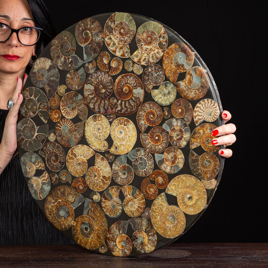 A Fantastic Top Table in Natural fossil Ammonites - Fossil cabochon ...