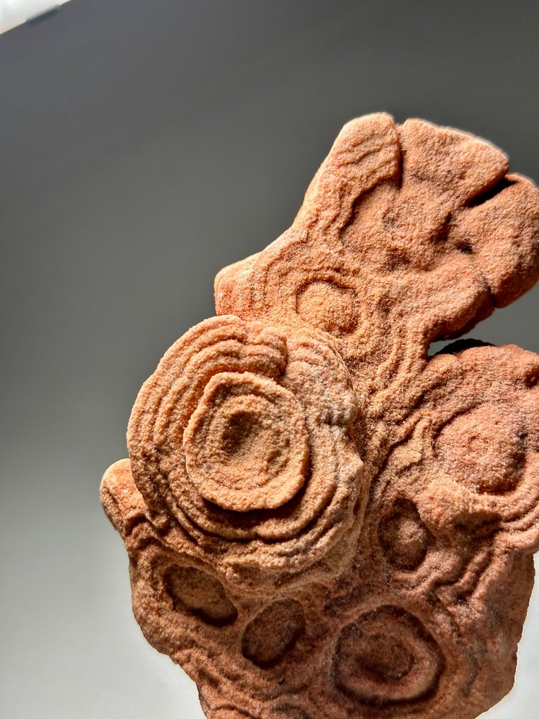 Oldest Fossil on Earth - dated ~1.1 billion years old - Fossil matrix ...