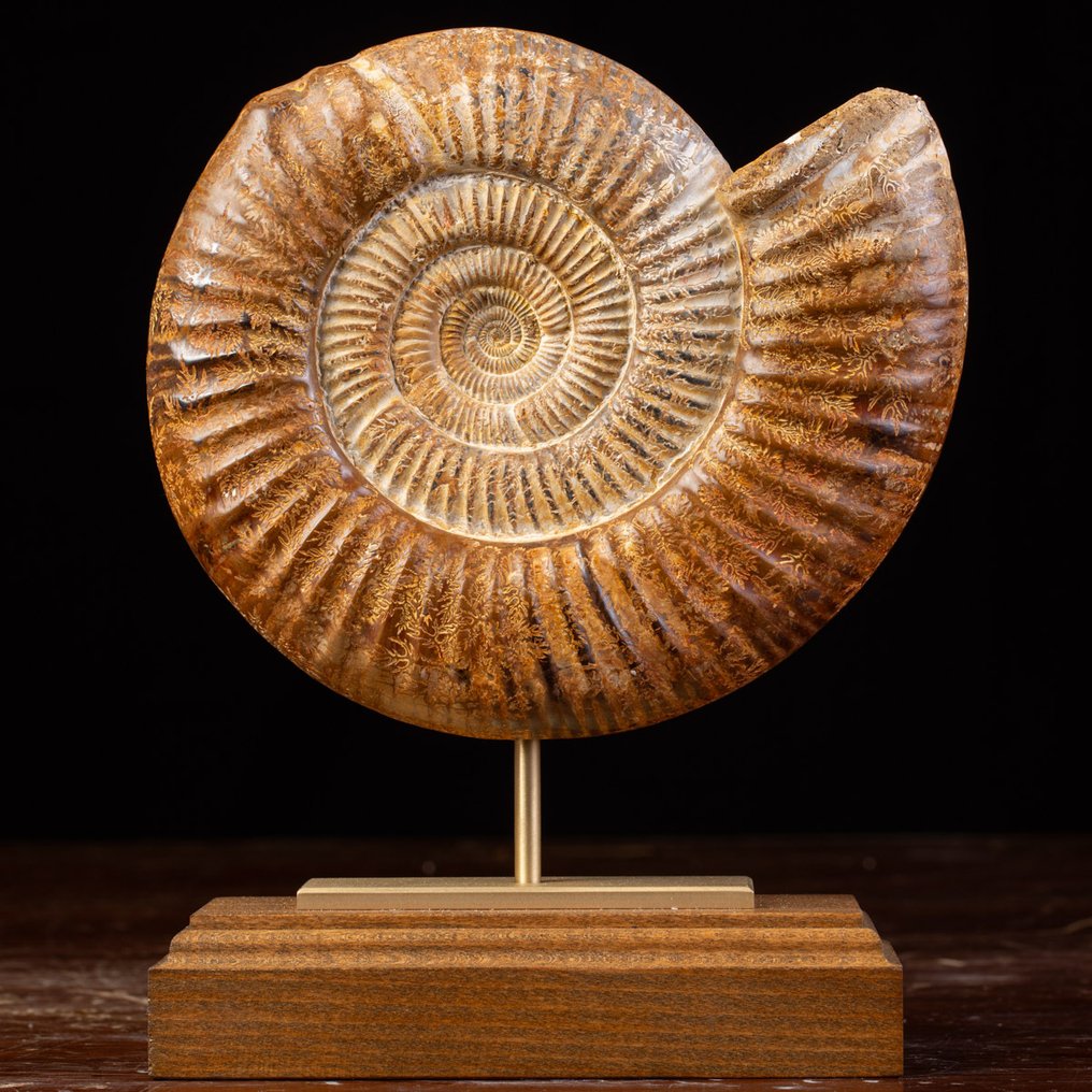 Ammonite Fossil Shell Sea shell - Fossil Ammonite Douvilliceras ...