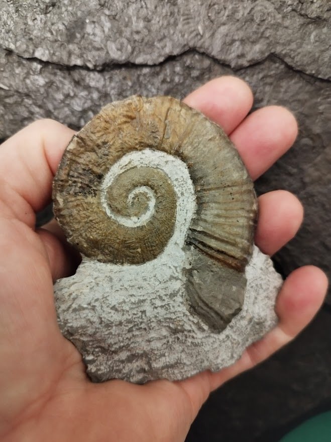 Ammoniet - Fossil matrix - CRIOCERATITIS NOLANI - 9.1 cm - 8.5 cm (No ...