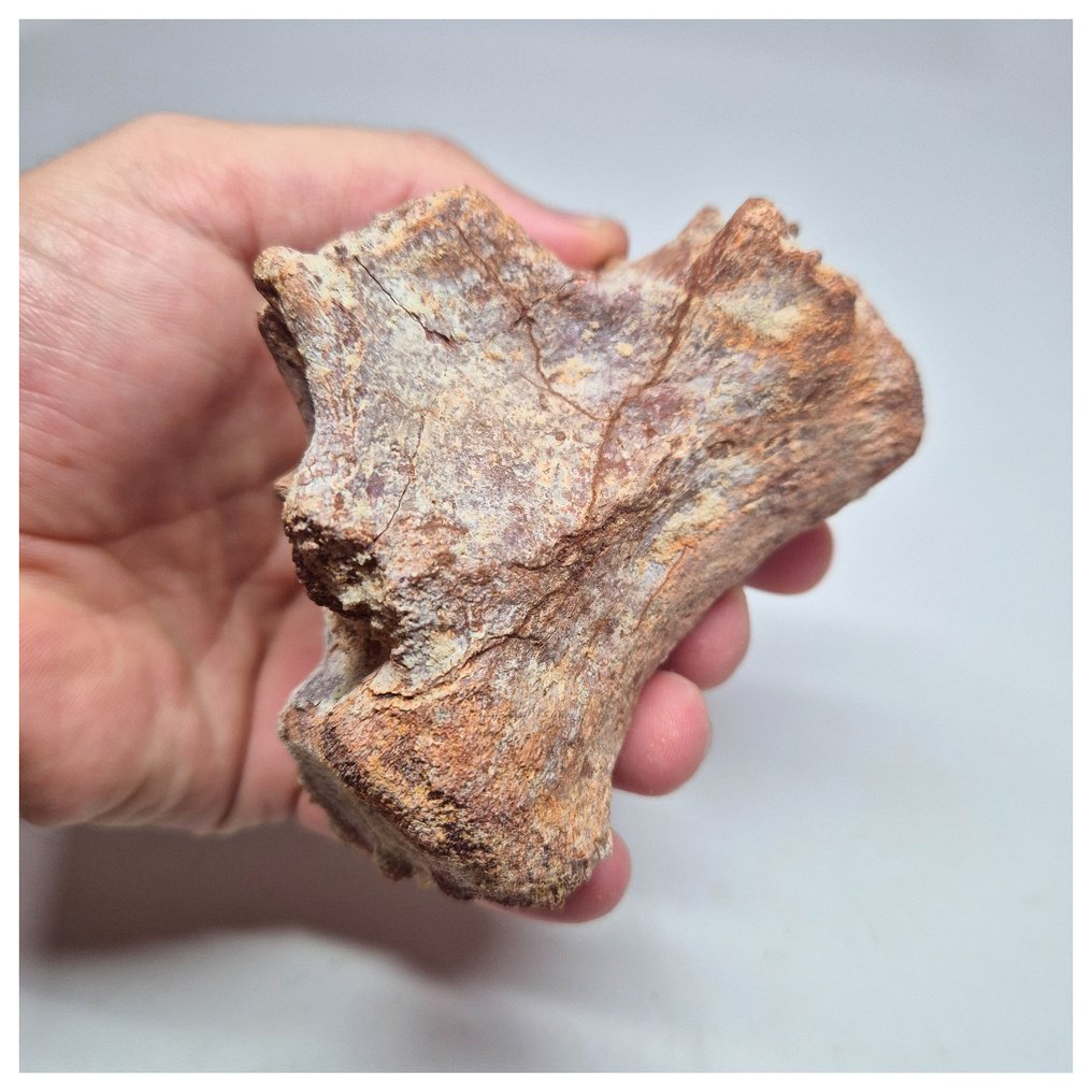 Rare Potential Rebbachisaurus garasbae Diplodocoid Sauropod Dinosaur ...