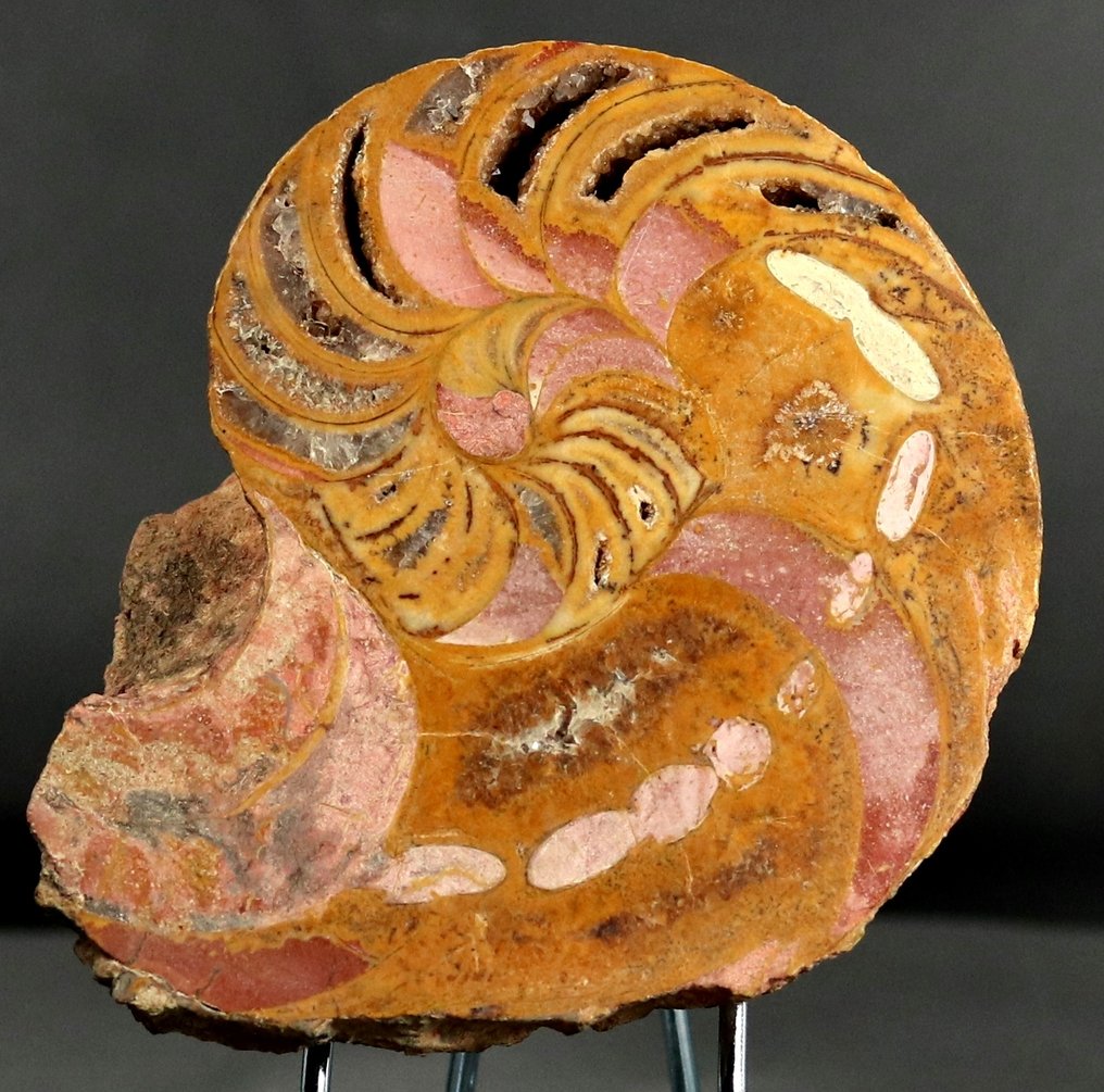 Sawed nautiloid showing a nice cristallisation and the sypho ...