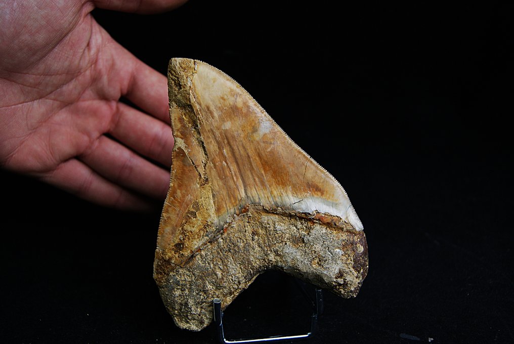 Massive Megalodon Giant - Fossil tooth - Otodus Megalodon - auction ...