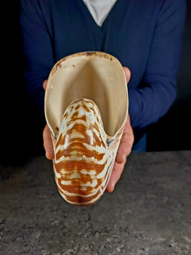 nautilus shells xxl Taxidermy full body mount - Nautilus pompilius - 14 ...