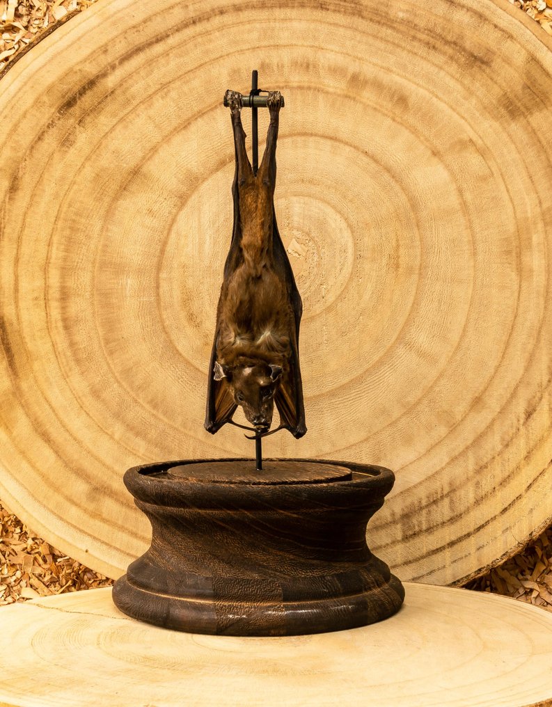 Bat Taxidermy full body mount - Roussethus leschenaultij - 30 cm - 14 ...