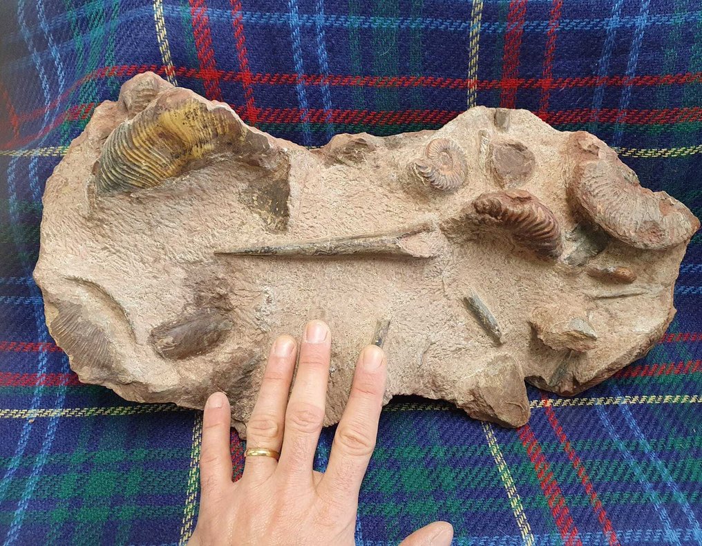 matrix full of ammonis shells and belemnites - Fossil plate matrix - 20 ...