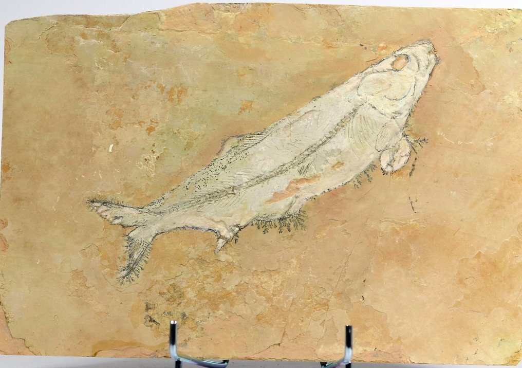 A fine preserved fossil fish from Solnhofen limestone - Unusual color ...