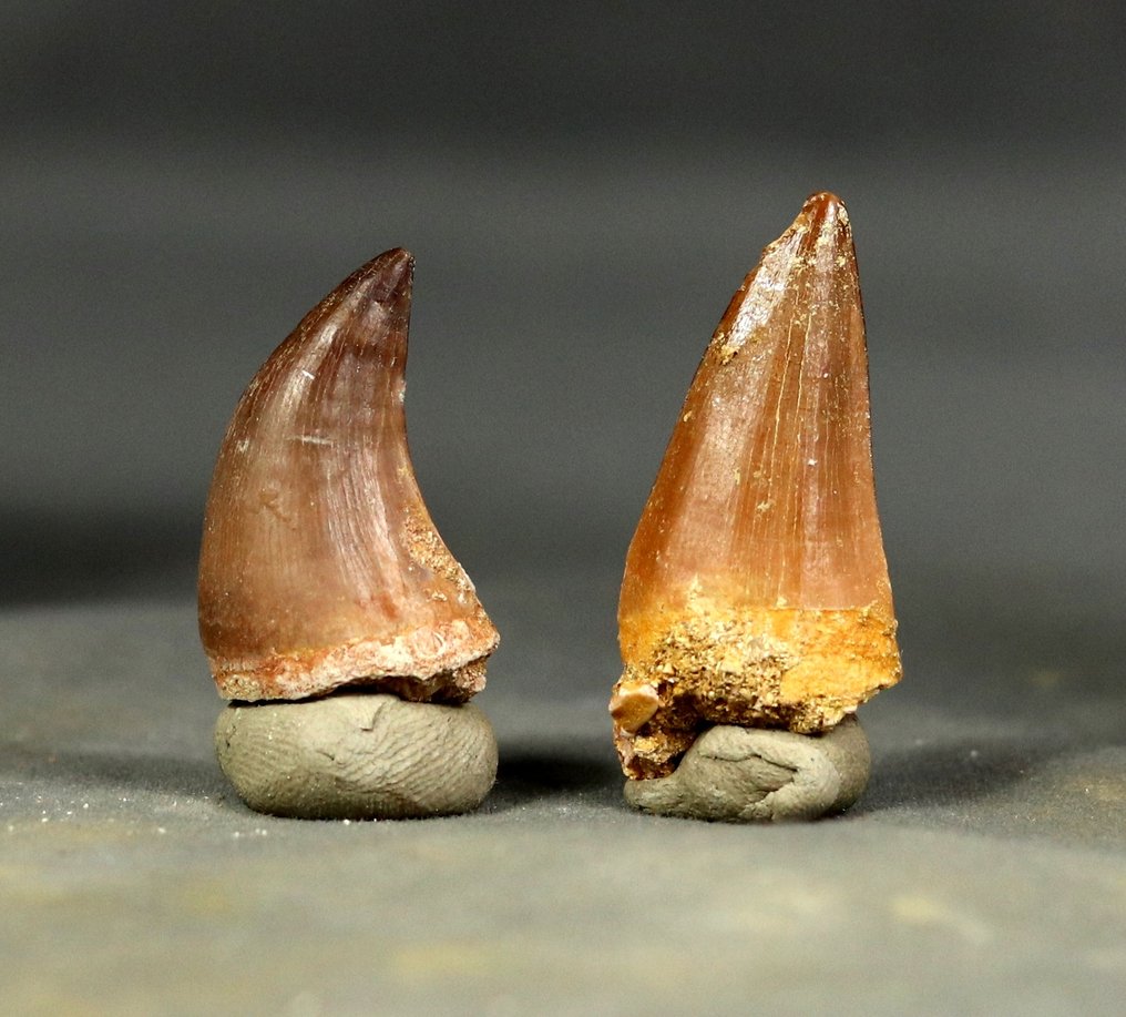 Big sized Mosasaur Teeth - 2 species - Fossil tooth - Mosasaurus ...
