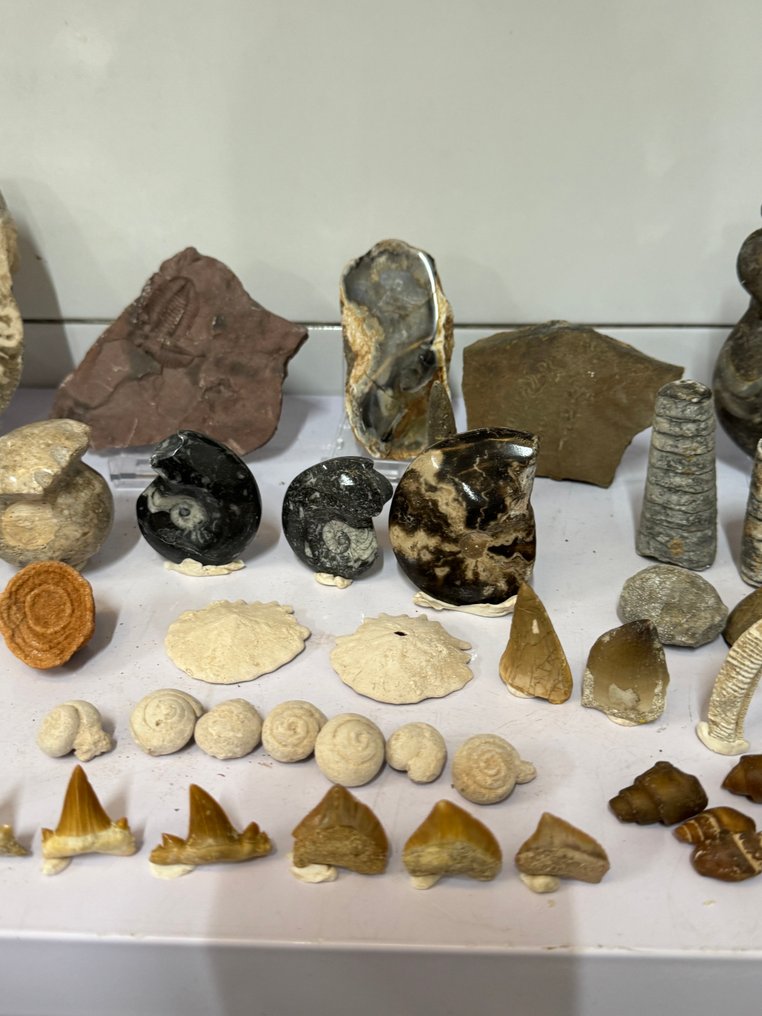 Fossil Collection 80 pieces - Fossilised animal - otr - 0 cm - 0 cm (No ...