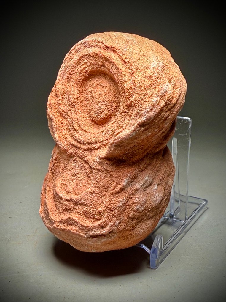 Oldest Fossil on Earth - dated ~1.1 billion years old - Fossil matrix ...