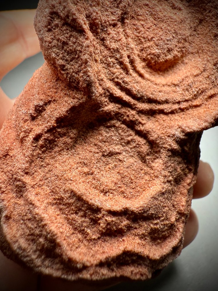 Oldest Fossil on Earth - dated ~1.1 billion years old - Fossil matrix ...