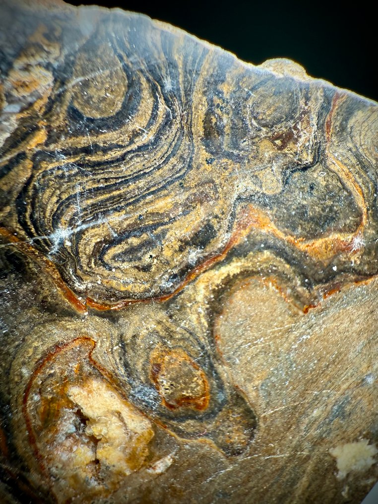Oldest Fossil on Earth - dated ~1.1 billion years old - Fossilised ...