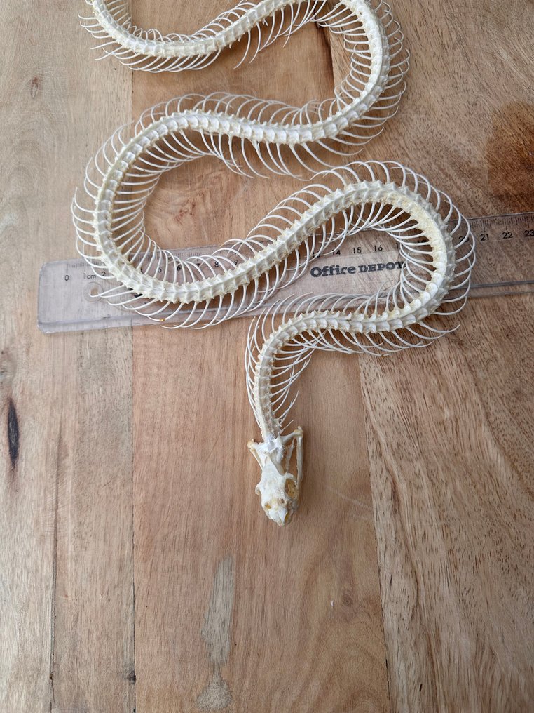 Krait bleu - squelette articulé Support de corps entier pour taxidermie - Bungarus candidus - 40 ...