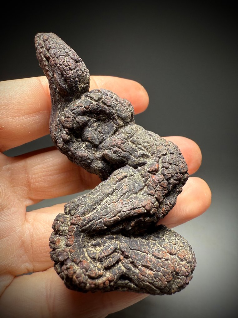 Large Fossil "poop" - Fossil fragment - Coprolite - auction online Catawiki